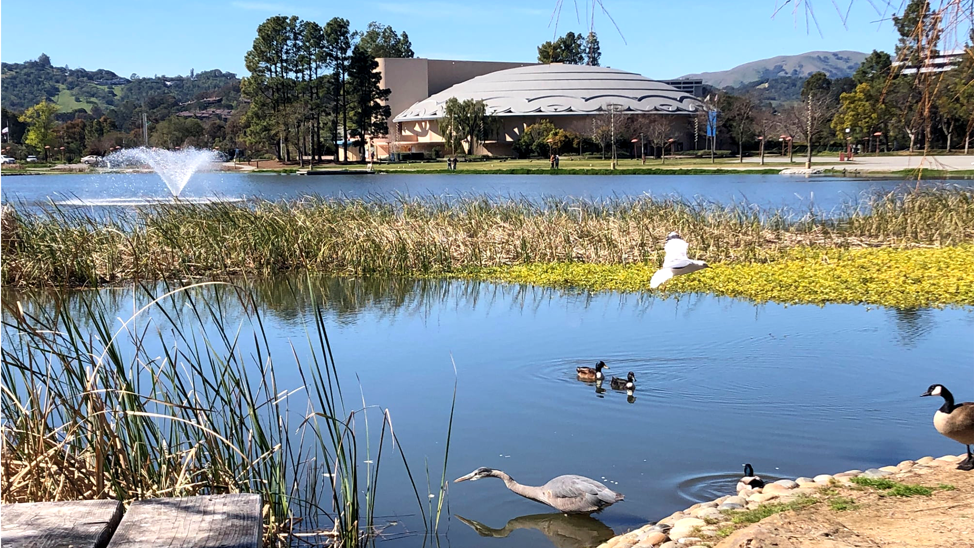 Visiting the Fairgrounds and Lagoon Park | Marin County